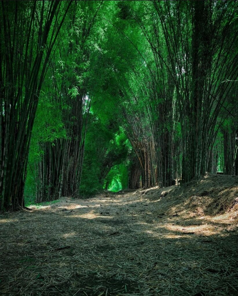 Merdeka dari Penjajahan Polusi Udara Hanya dengan Jaga Hutan Bersama ...
