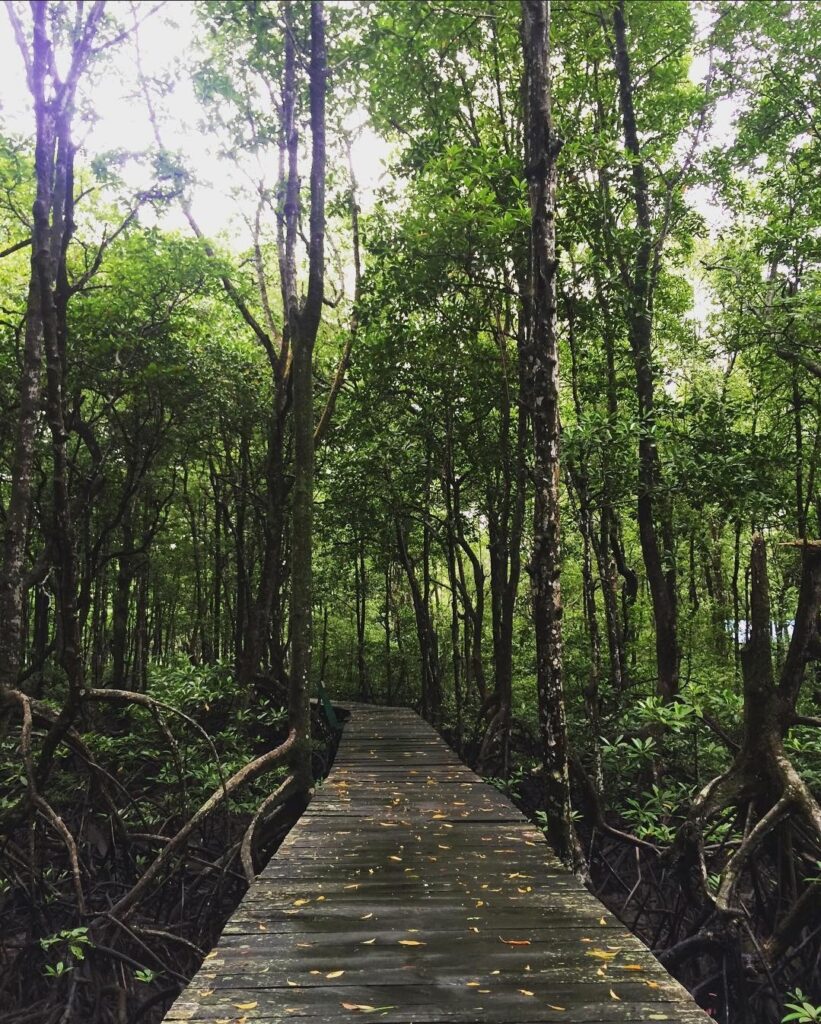 Merdeka dari Penjajahan Polusi Udara Hanya dengan Jaga Hutan Bersama ...